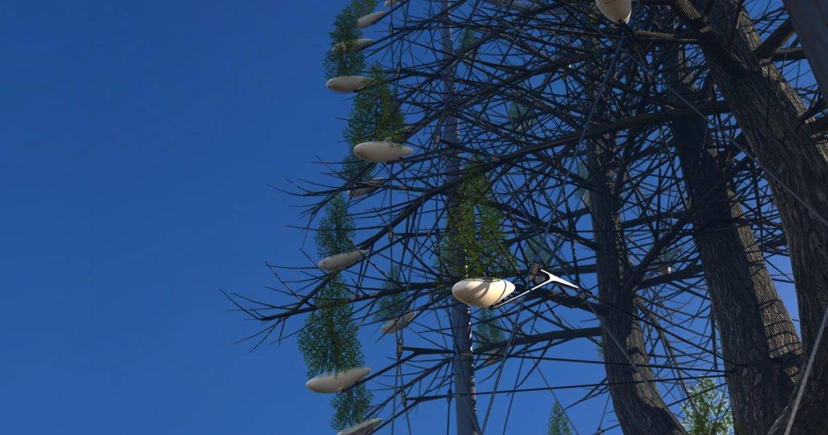 Moxon | Lebanese Cedar