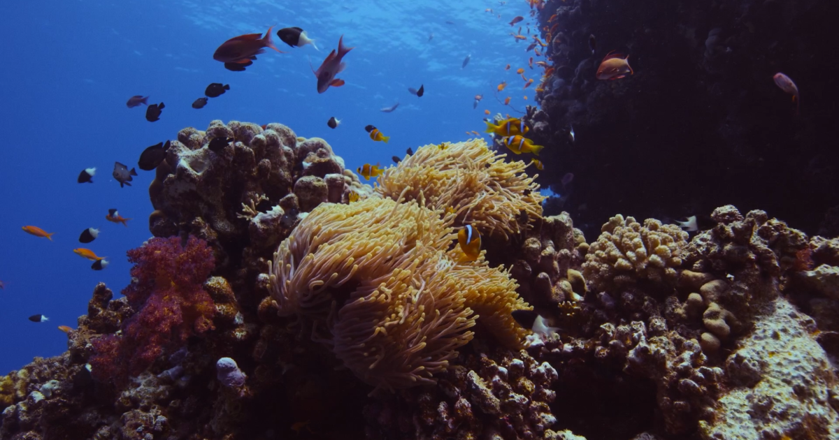 Park Village | Beneath the Surface: The Fight for Corals | Stories