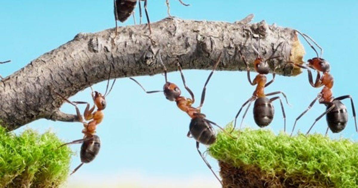 Tavistock Institute of Human Relations